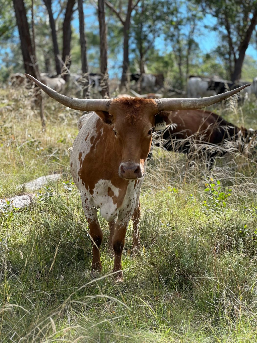 Longhorn Muster & Mountains Brisbane QLD | Nash Horse Trekking