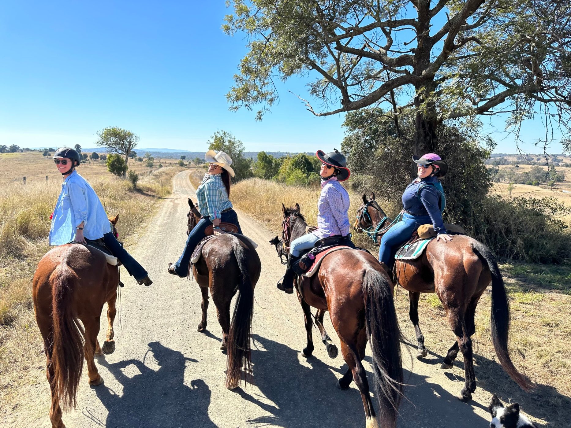 Why Choose Us in Brisbane, Queensland | Nash Horse Trekking